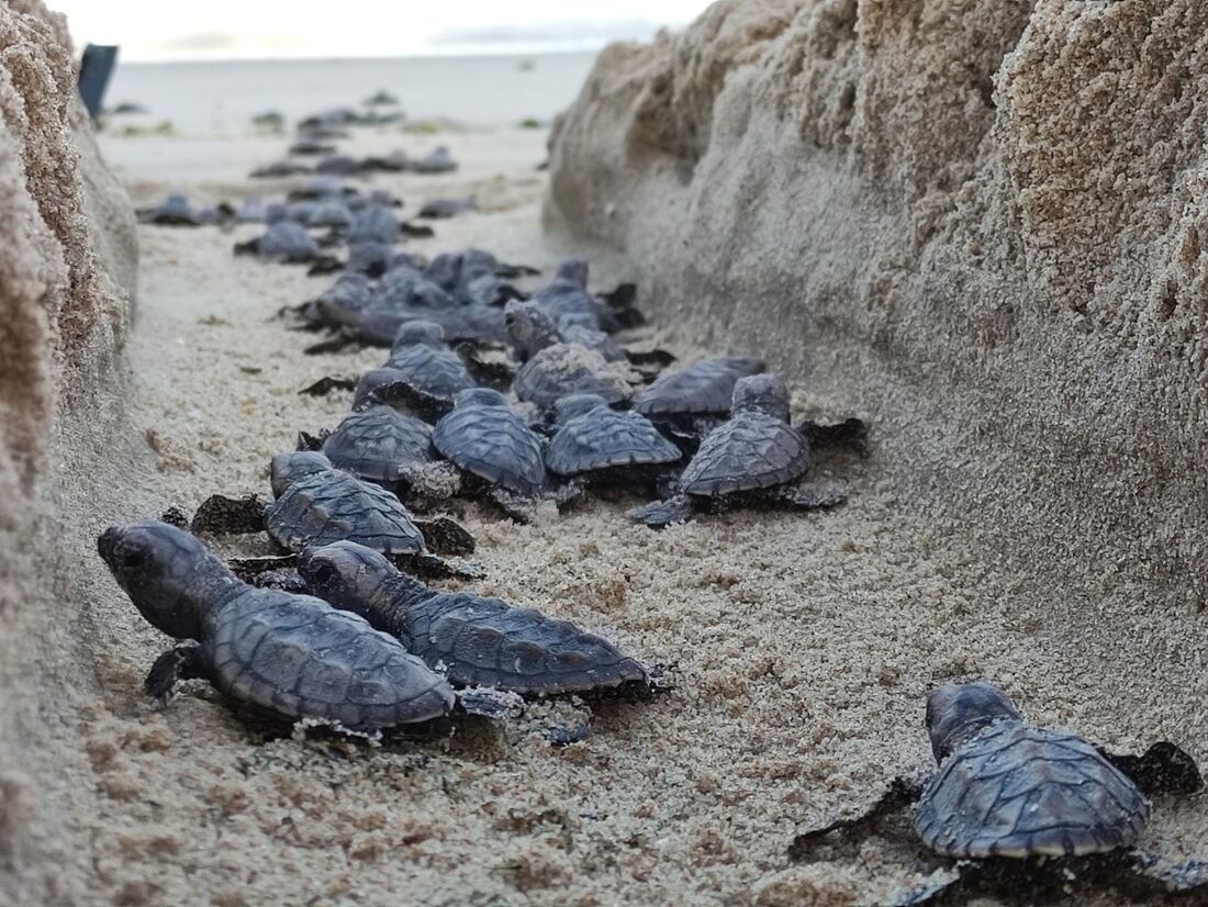 Cento E Oitenta E Um Filhotes De Tartaruga Nascem Na Praia De Candeias
